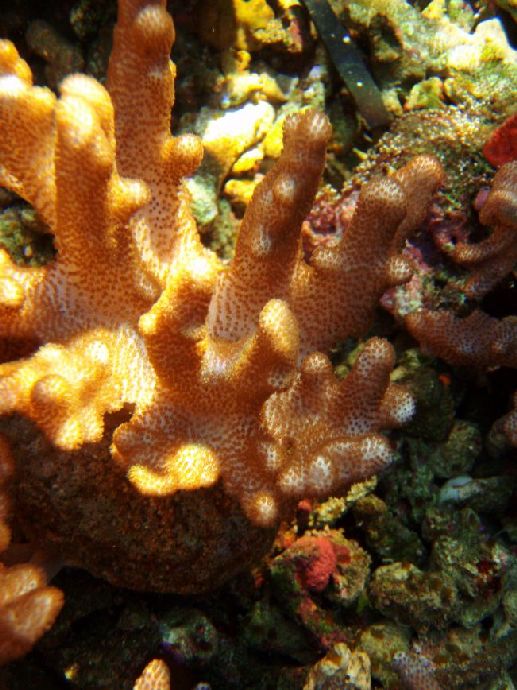 סינולריה נוטאנדה Sinularia notanda | נטפיש