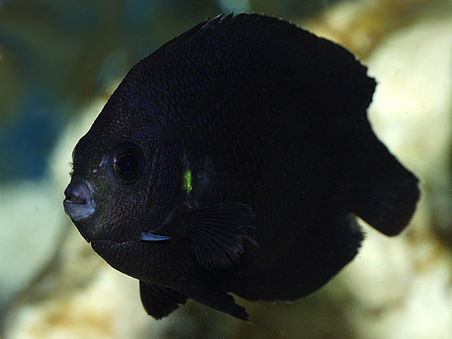 נטפיש | אנג'ל נוקס יפייפה ביישן ופחות תוקפני | נטפיש