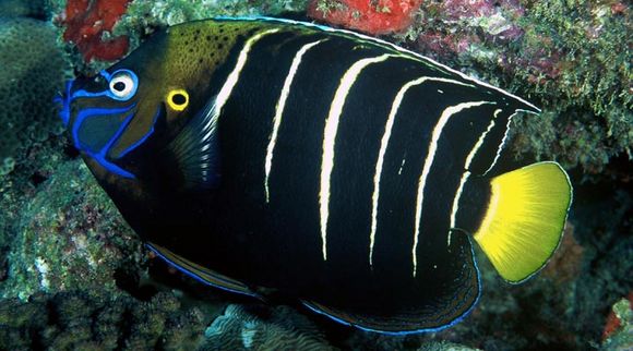 אנג'ל קריזורוס דג קיסר דומיננטי וראוותני | נטפיש