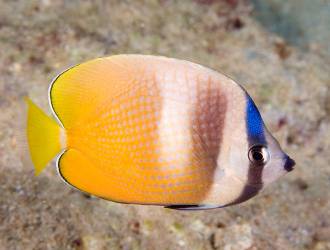 פרפרון קלייני לא בין הקלים לגידול | נטפיש