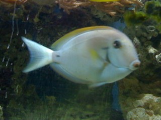 נתחן זנב שחור: דג נדיר גדול ומעט תוקפני | נטפיש