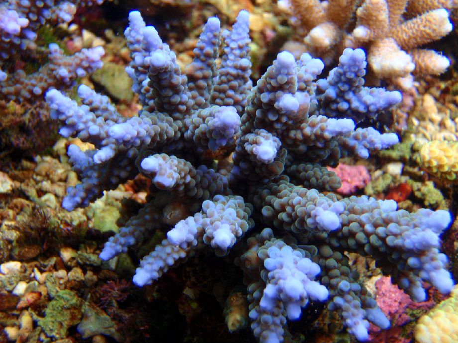 אקרופורה אוסטירה - Acropora austera