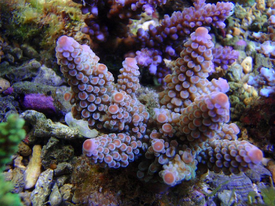 אקרופורה דיגיטיפרה - Acropora digitifera | נטפיש