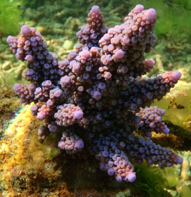 אקרופורה דיגיטיפרה - Acropora digitifera | נטפיש