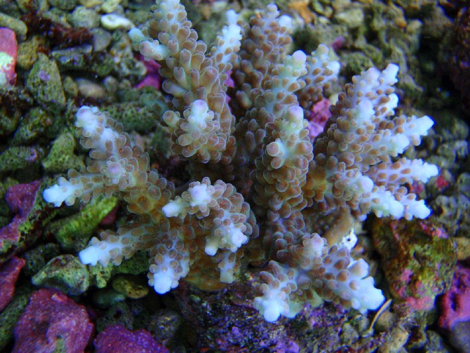 אקרופורה דיוואריקאטה - Acropora divaricata