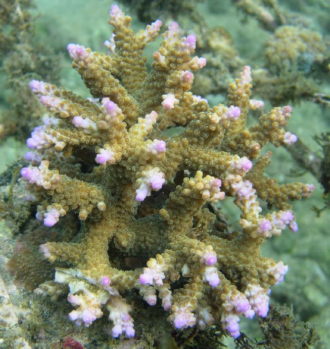 אקרופורה דיוואריקאטה - Acropora divaricata