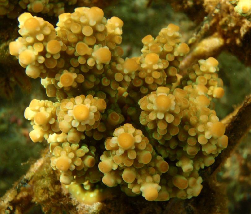 אקרופורה פלורידה - Acropora florida