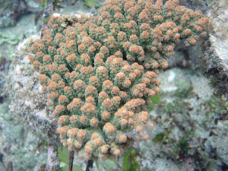 אקרופורה פלורידה - Acropora florida