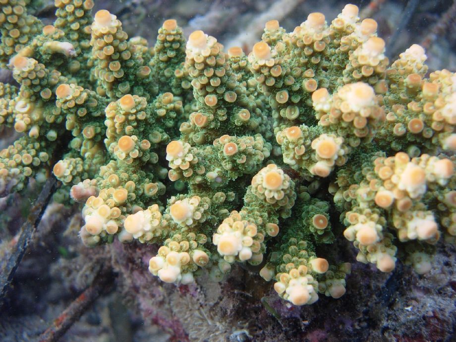 אקרופורה פלורידה - Acropora florida