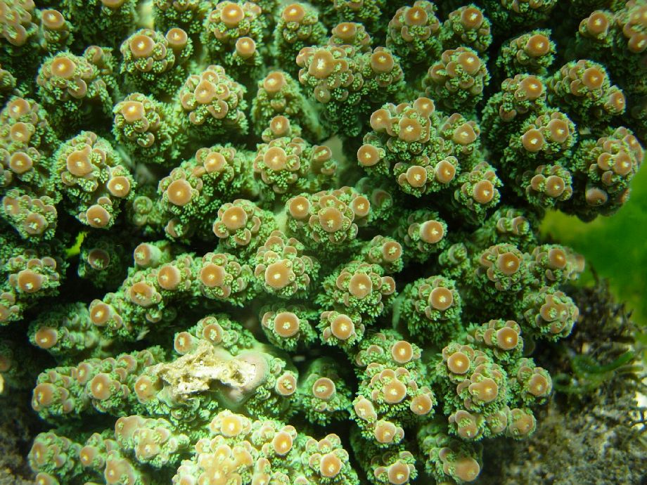 אקרופורה פלורידה - Acropora florida