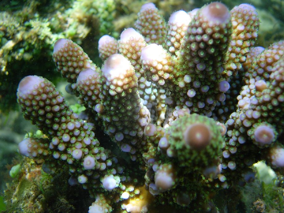 אקרופורה הומיליס Acropora humilis | נטפיש