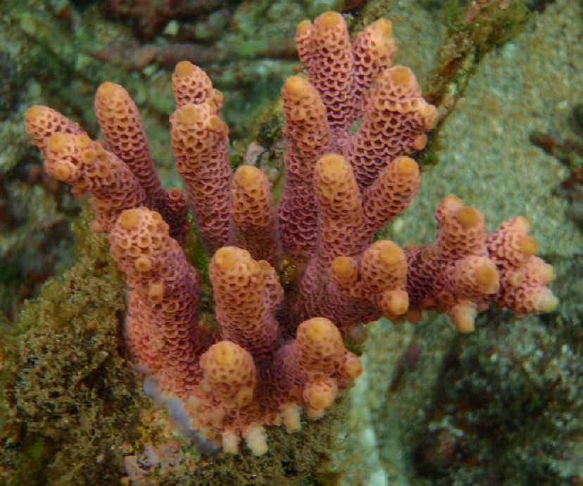 אקרופורה מיליפורה - Acropora millepora