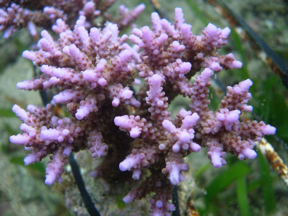 אקרופורה פאריליס - Acropora parilis