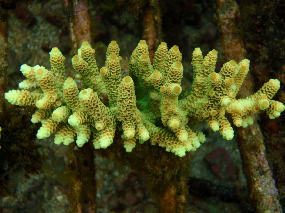 אקרופורה מיליפורה - Acropora millepora