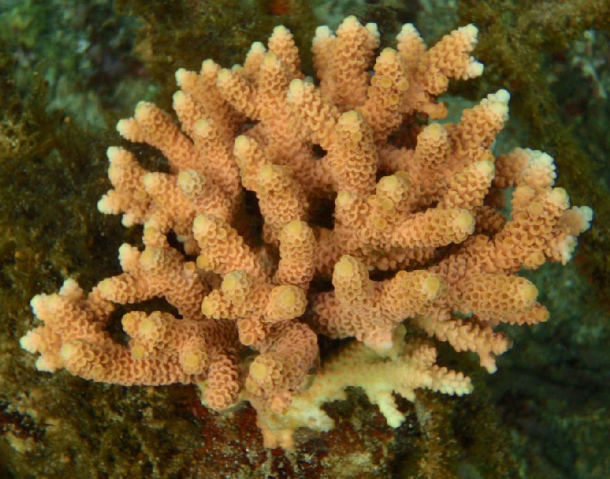 אקרופורה פרוסטראטה - Acropora prostrata
