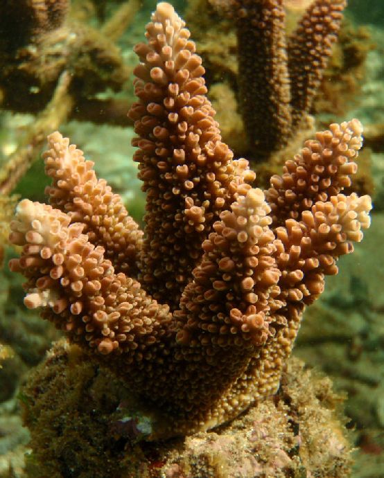 אקרופורה רובוסטה - Acropora robusta