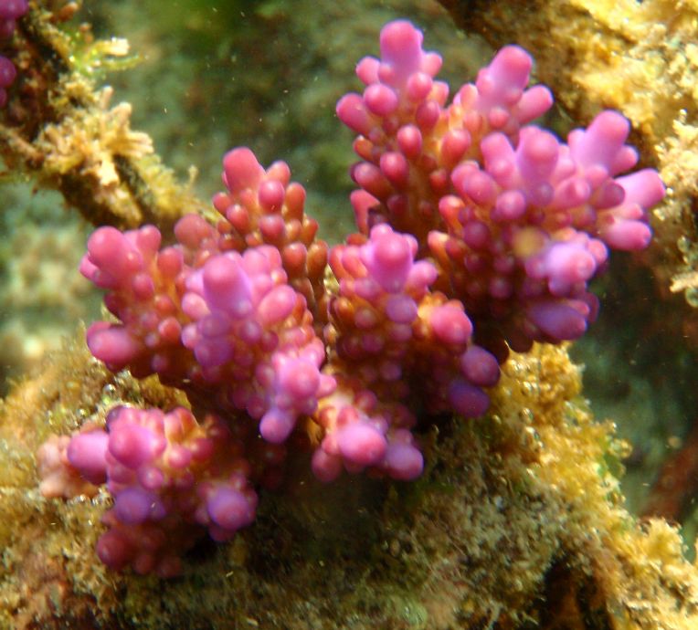 אלמוג אקרופורה סיקאלה - Acropora secale | נטפיש