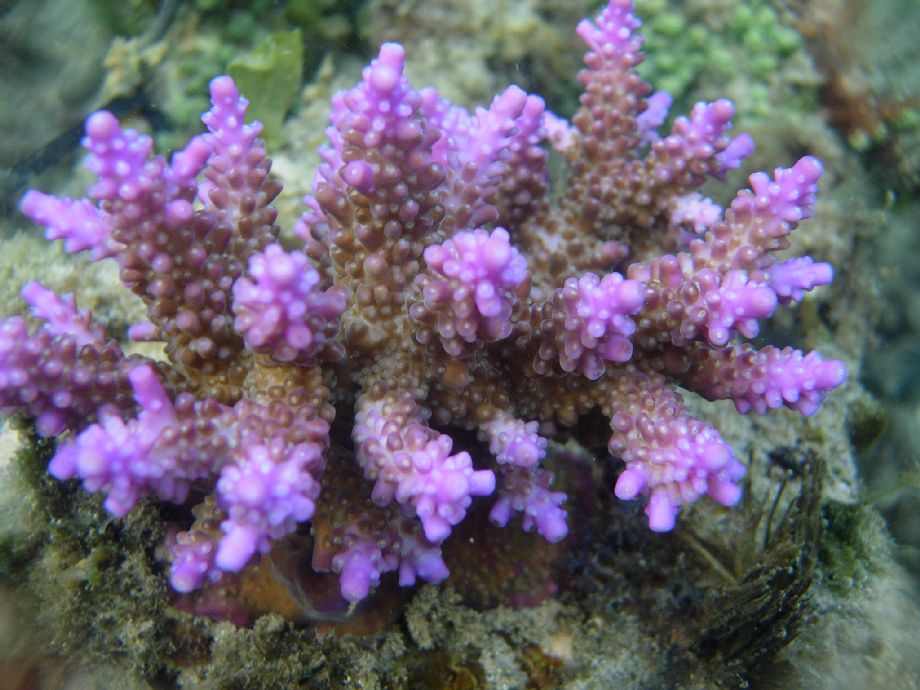 אלמוג אקרופורה סיקאלה - Acropora secale | נטפיש