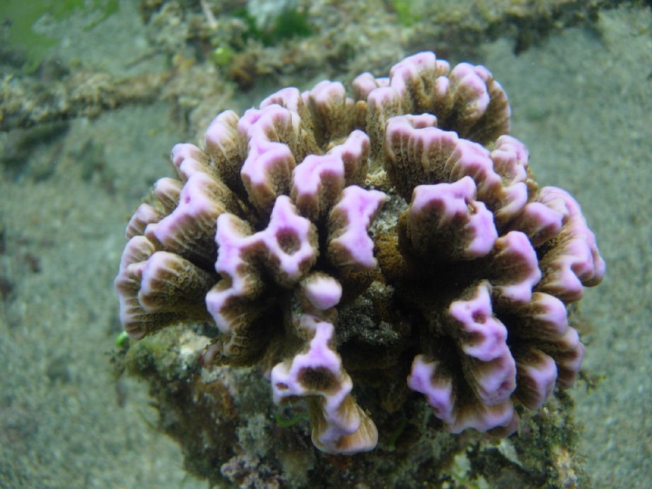 מונטיפורה קונפוסה - Montipora confusa | נטפיש