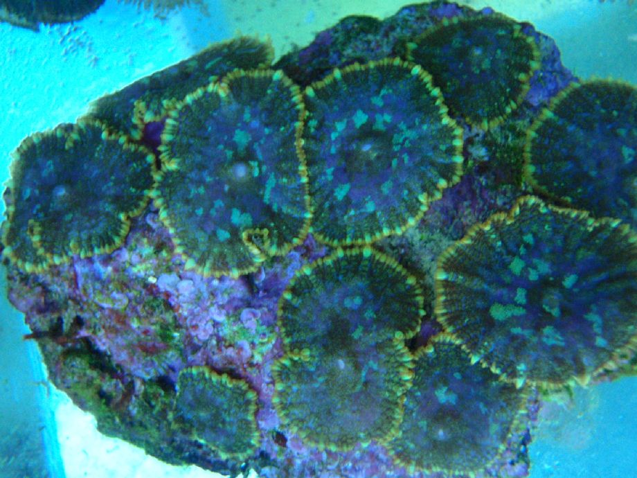 רודאכטיס אינצ'ואטה כחול - Rhodactis inchoata blue