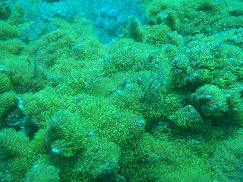 נטפיש | Briareum