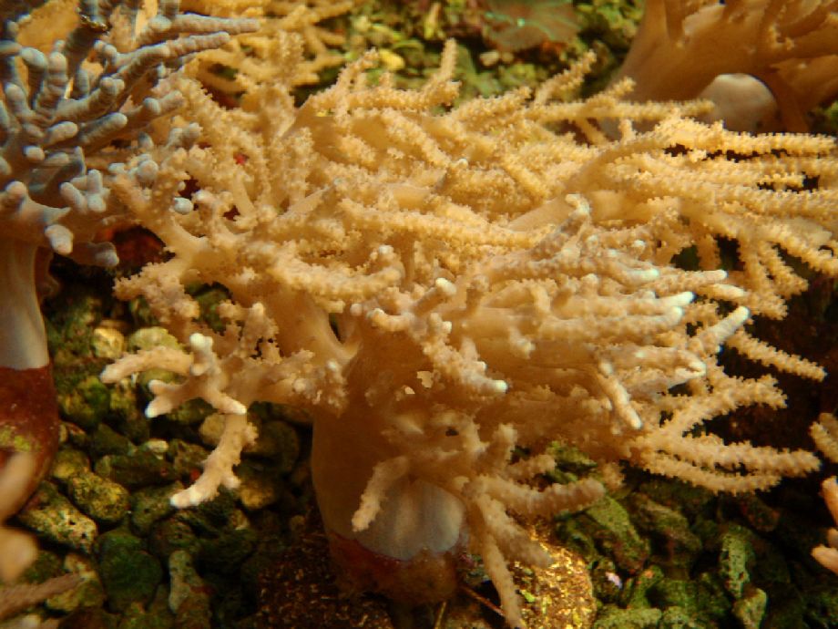 סינולריה ספגטי - Spaghetti Finger Leather Coral