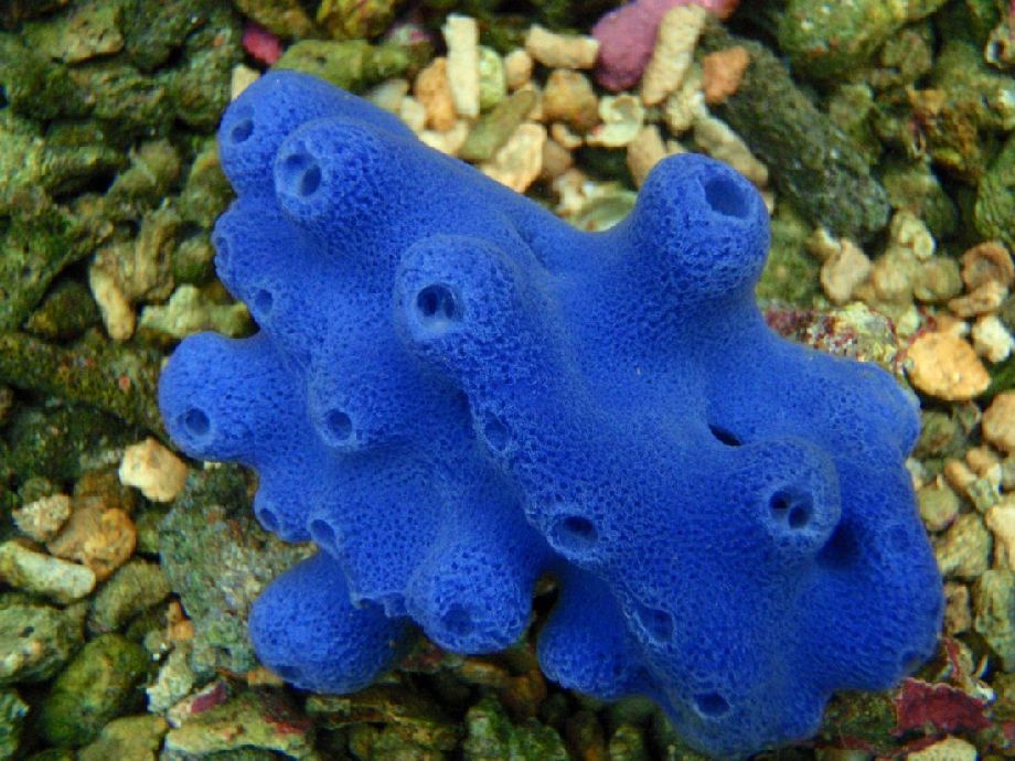 ספוג הליקלונה כחול - Blue Haliclona sponge