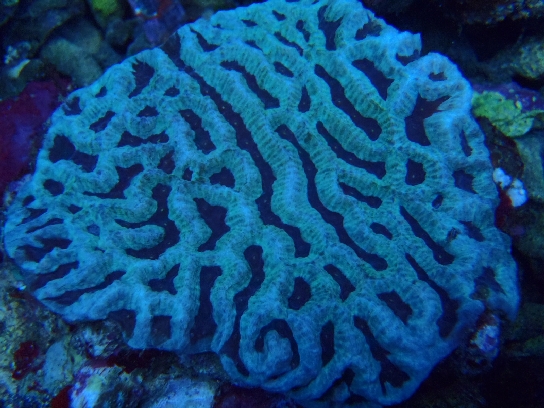 אלמוגי מוח פאביה - Favia brain corals