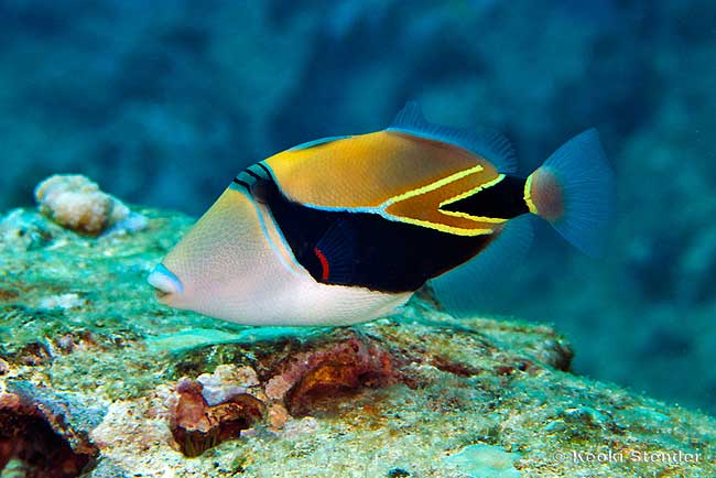 נצרן הוואי / מלבני: דג נצרן לא נפוץ ותוקפני | נטפיש