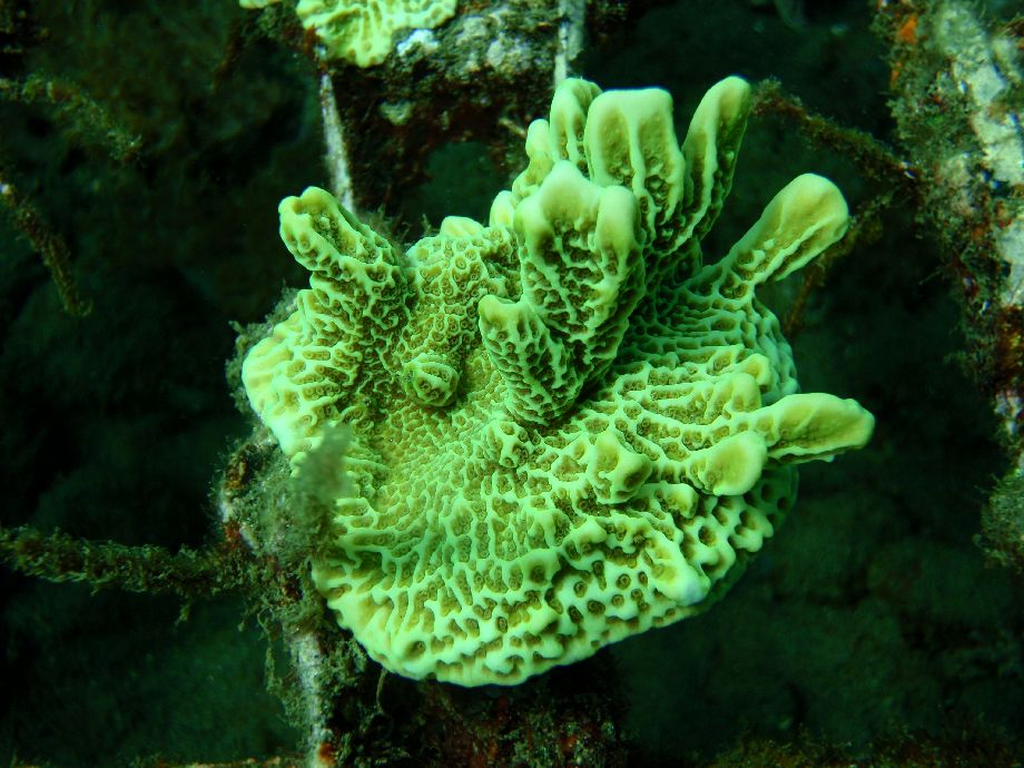 מונטיפורה קונפוסה - Montipora confusa | נטפיש