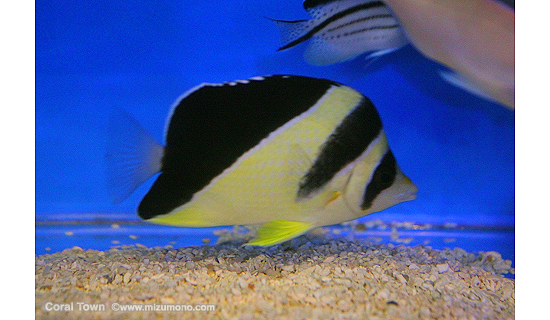 פרפרון בורגזי - Burgess' Butterfly