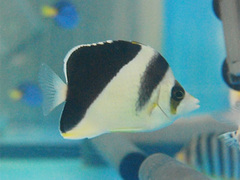 פרפרון בורגזי - Burgess' Butterfly