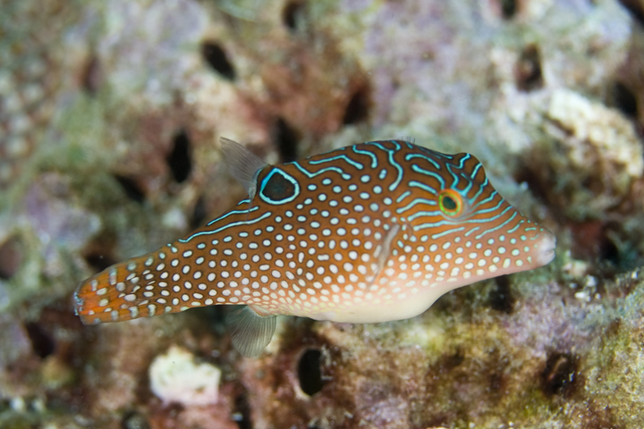 טובי נקודות כחולות - Blue Spotted Toby Puffer