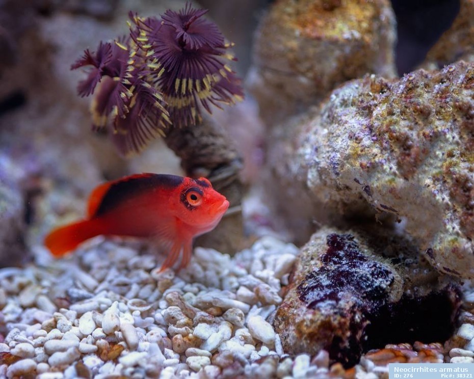 פליים הוקפיש - Flame Hawkfish