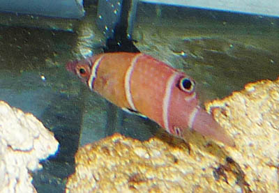 נטפיש | טווסון פוסום טאנאקה Tanaka's Pygmy Wrasse | נטפיש