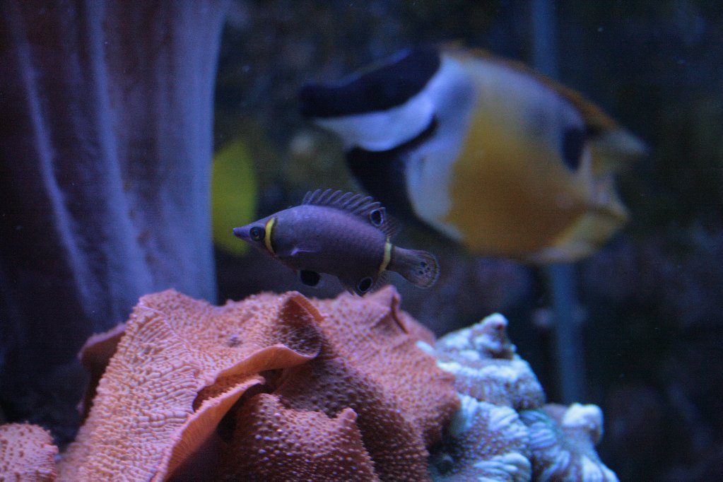 נטפיש | טווסון פוסום טאנאקה Tanaka's Pygmy Wrasse | נטפיש