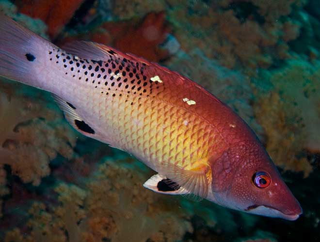 הוגפיש דיאנה תוקפני ומתאים לאקווריום מרווח | נטפיש