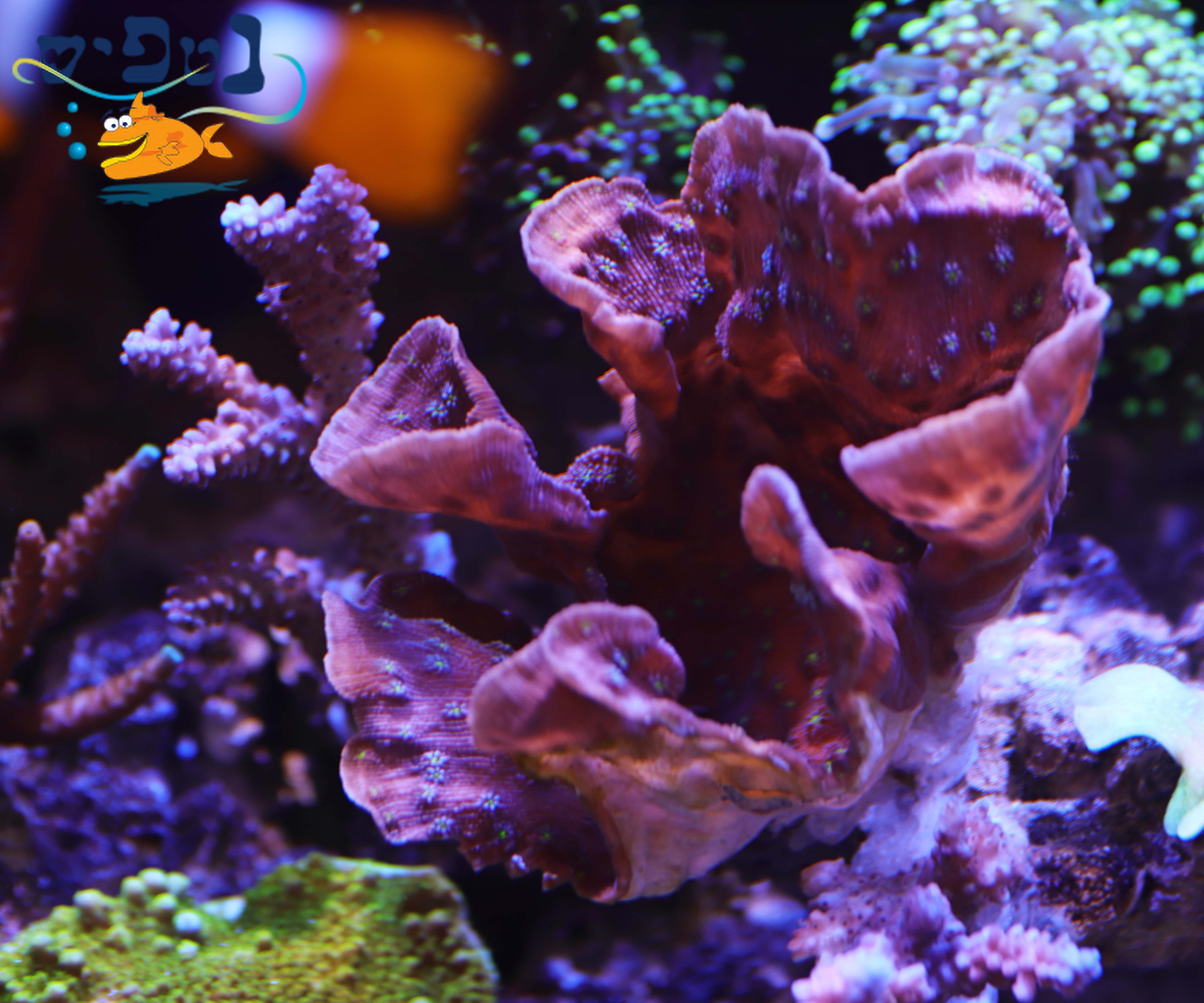 אלמוג צ'אליס אכינופורה - Echinopora chalice coral