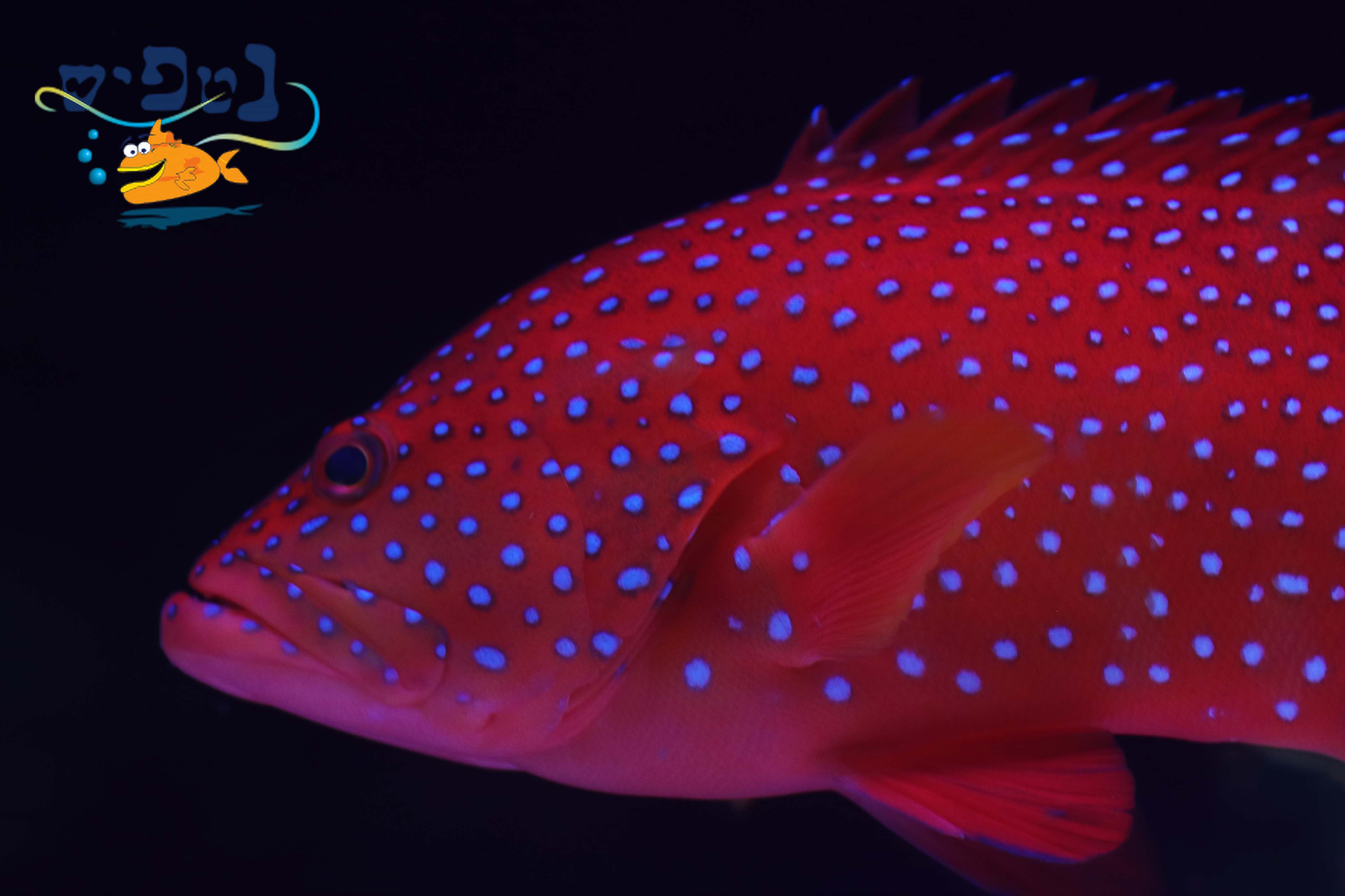 לוקוס מיניאטוס - דקרן אדום - Miniatus Grouper