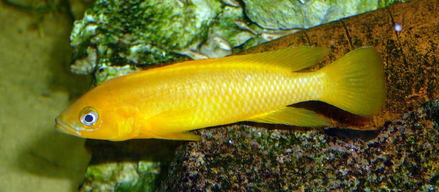 ציקליד ללופי - Lemon\Leleupi Cichlid | נטפיש